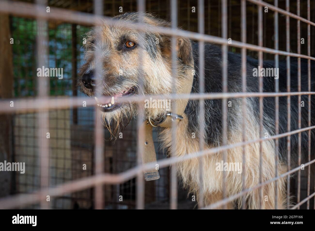 Dog behind bars hi-res stock photography and images - Alamy