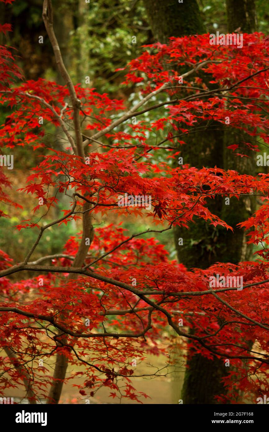 Japanese maple park hi-res stock photography and images - Alamy