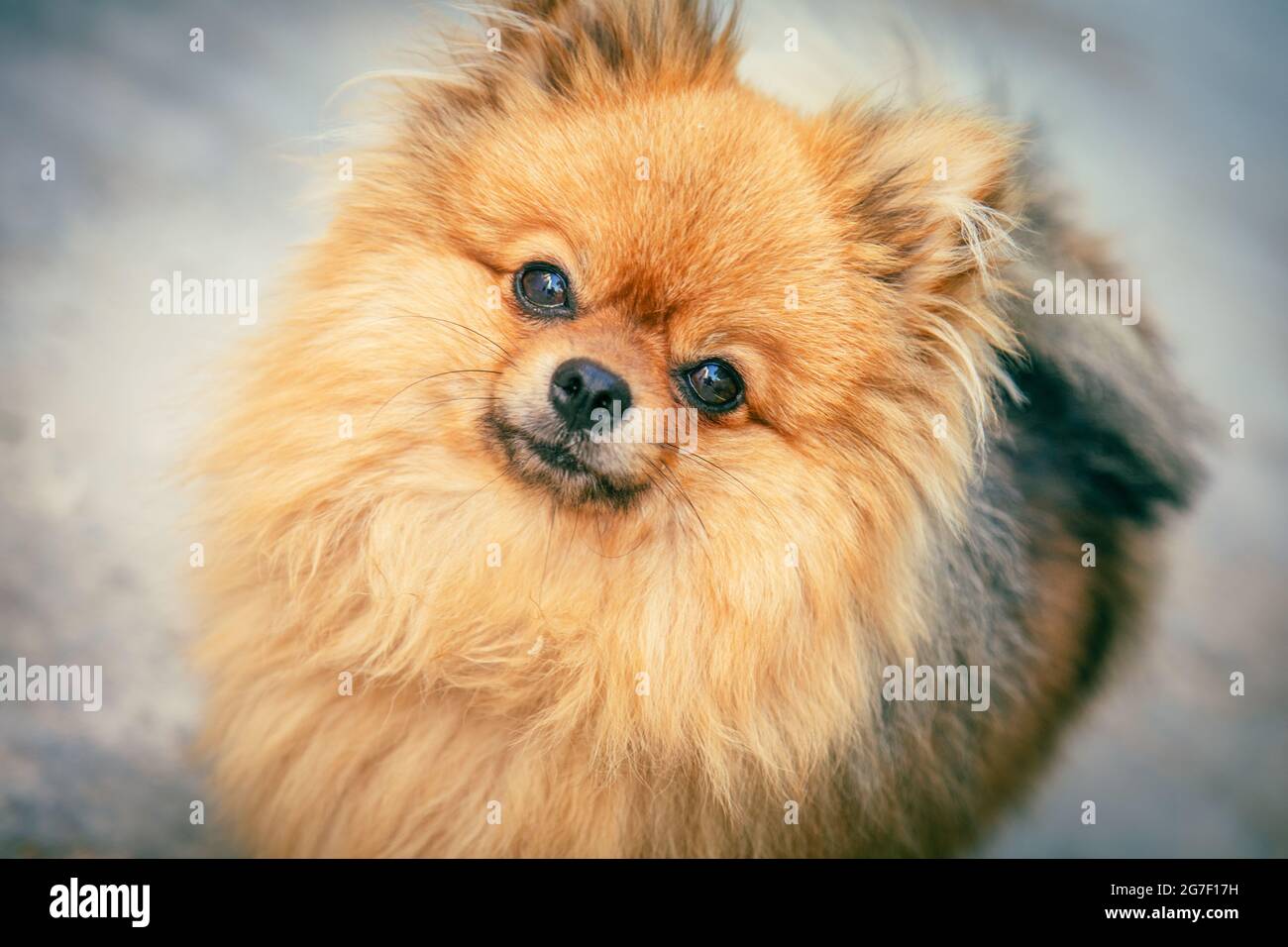 Portrait of an adorable Pomeranian dog under the lights with a blurry ...