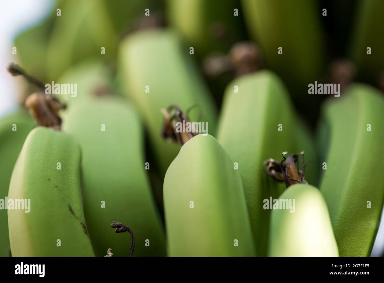 pattern fresh natural bananas food background close up Stock Photo - Alamy