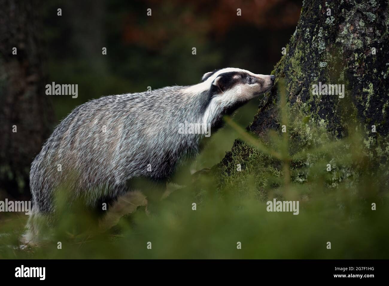Badger eye hi-res stock photography and images - Alamy