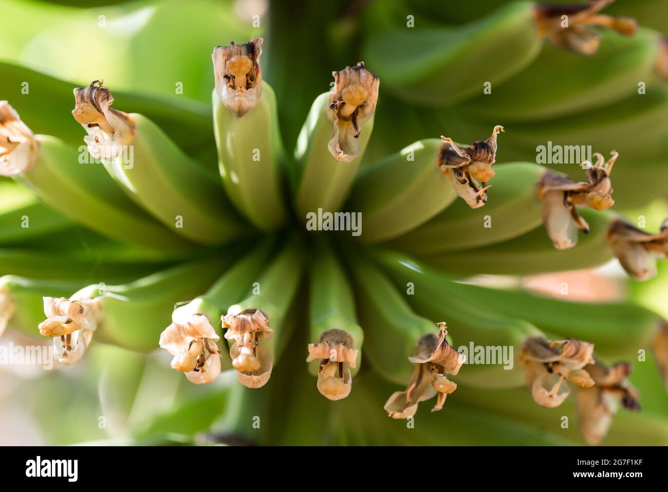 pattern fresh natural bananas food background close up Stock Photo - Alamy