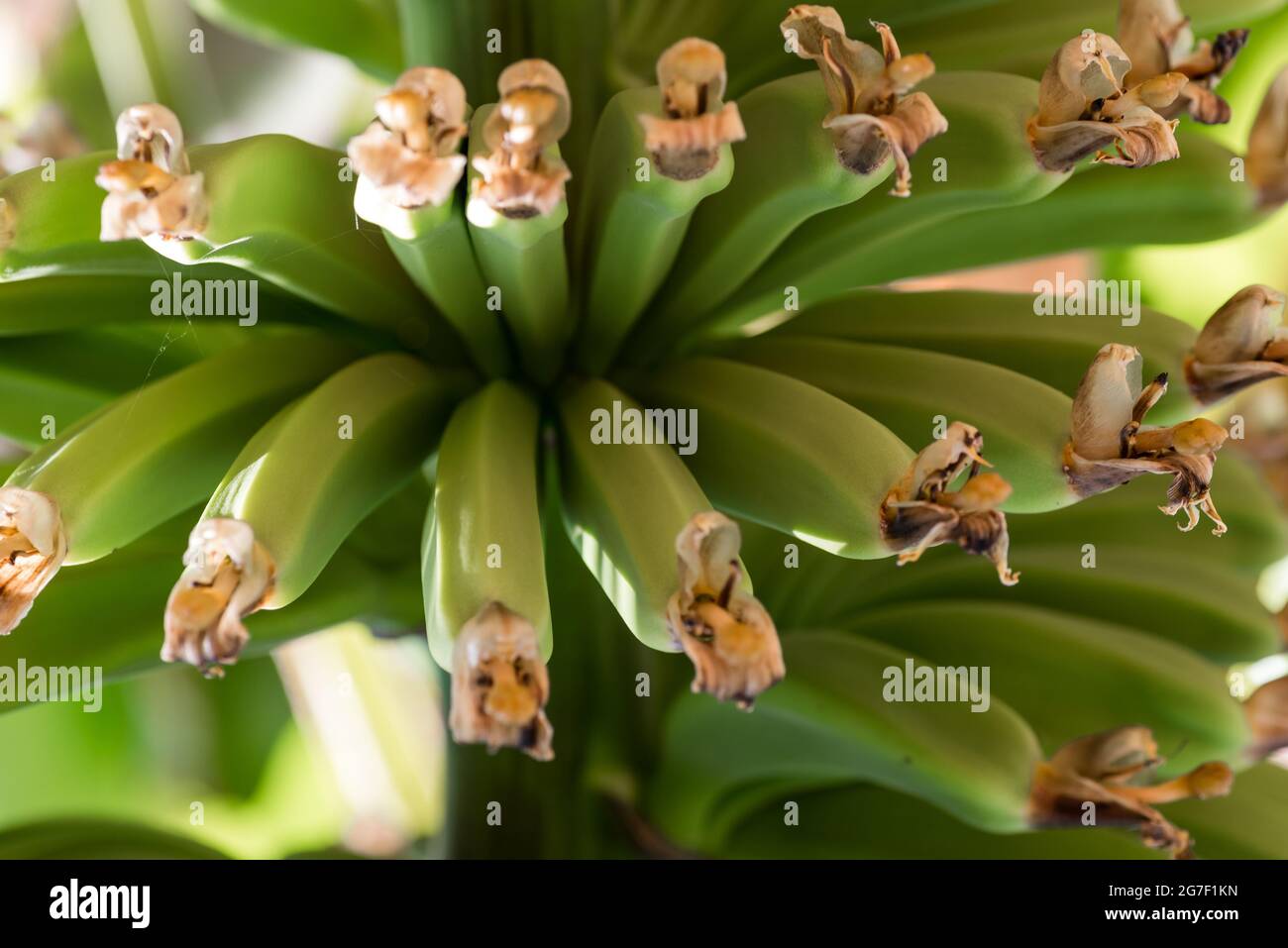 pattern fresh natural bananas food background close up Stock Photo - Alamy