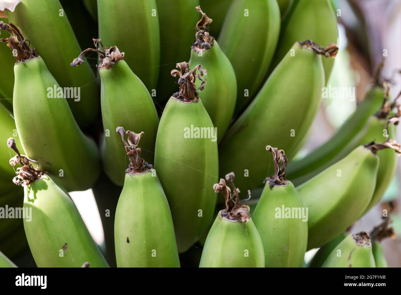 pattern fresh natural bananas food background close up Stock Photo - Alamy