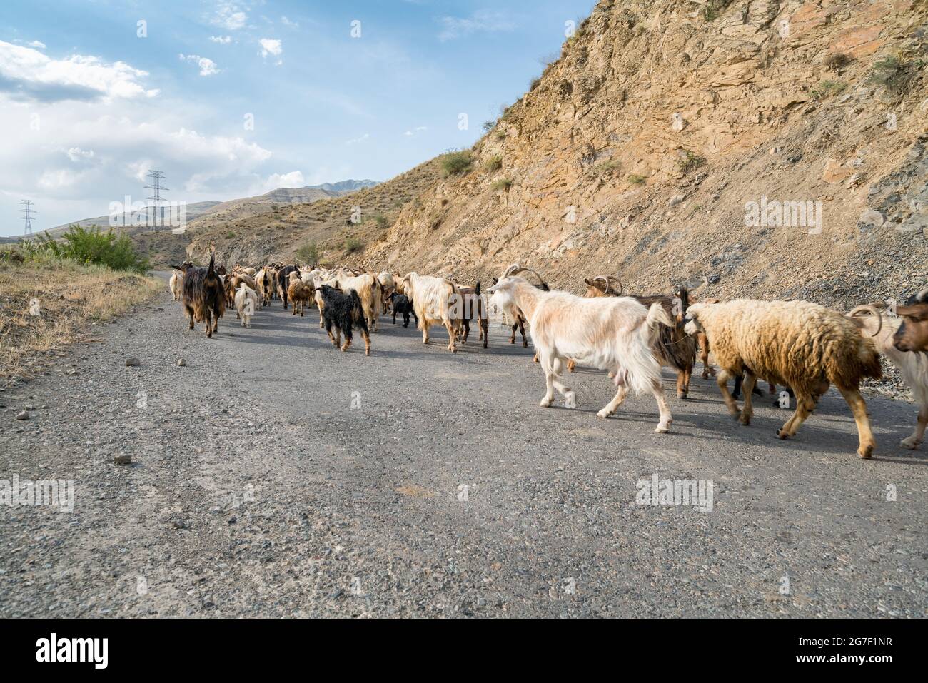 Herd of sheep and goats in Vayots Dzor Province of Armenia Stock Photo ...