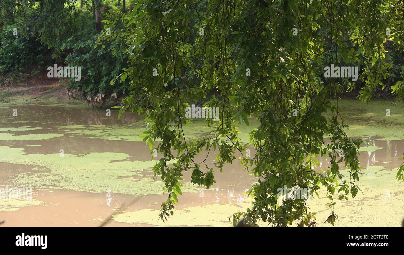 Branches of trees hanging over a swamp Stock Photo - Alamy