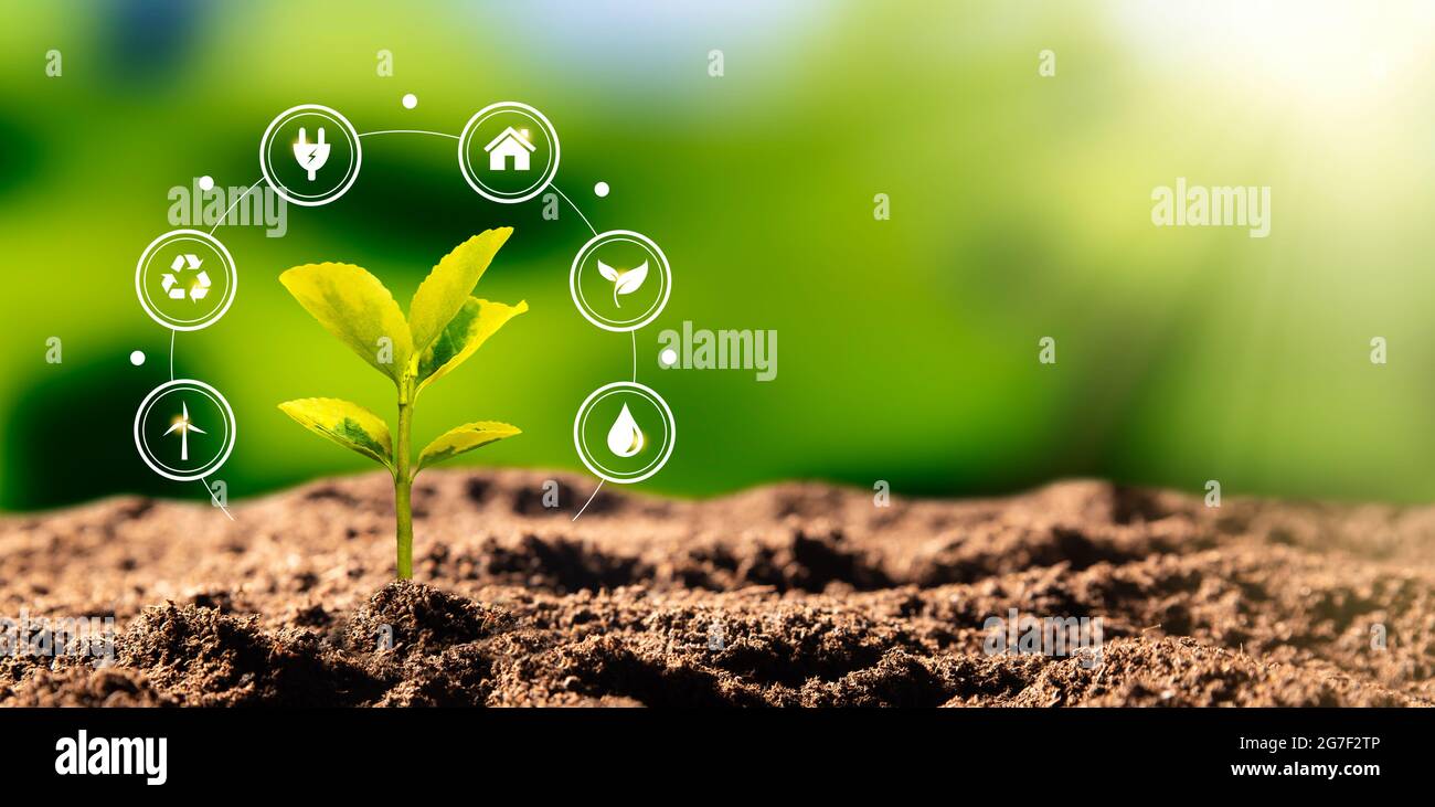 Growing plant, earth day, environmental protection concept Stock Photo ...