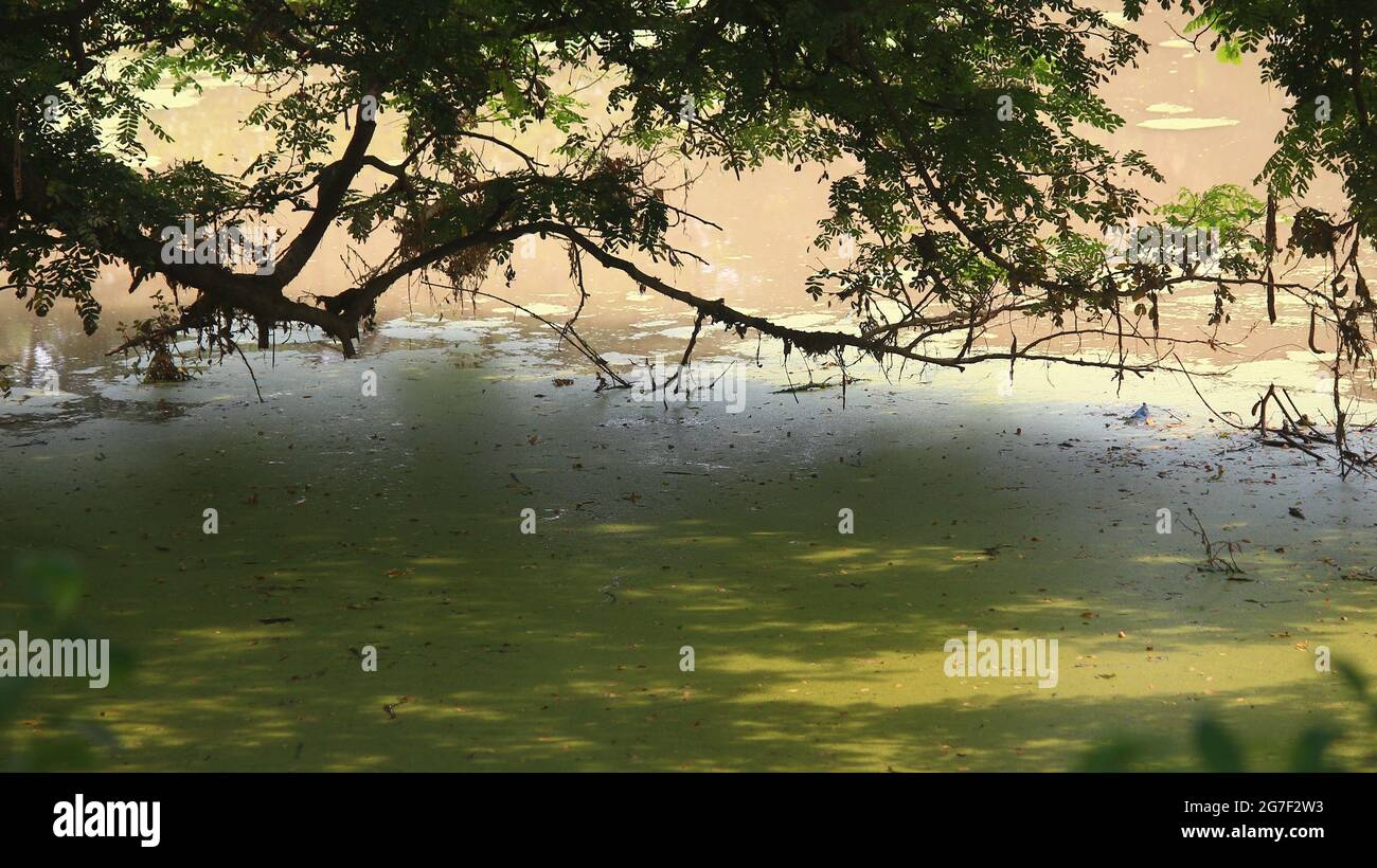 Branches of trees hanging over a swamp Stock Photo - Alamy