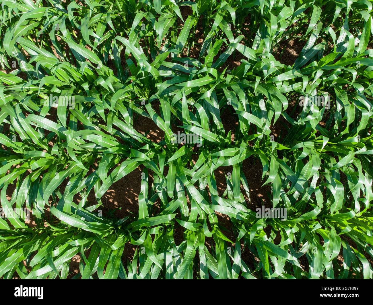Closeup shot of a green cornfield in the early morning light Stock ...
