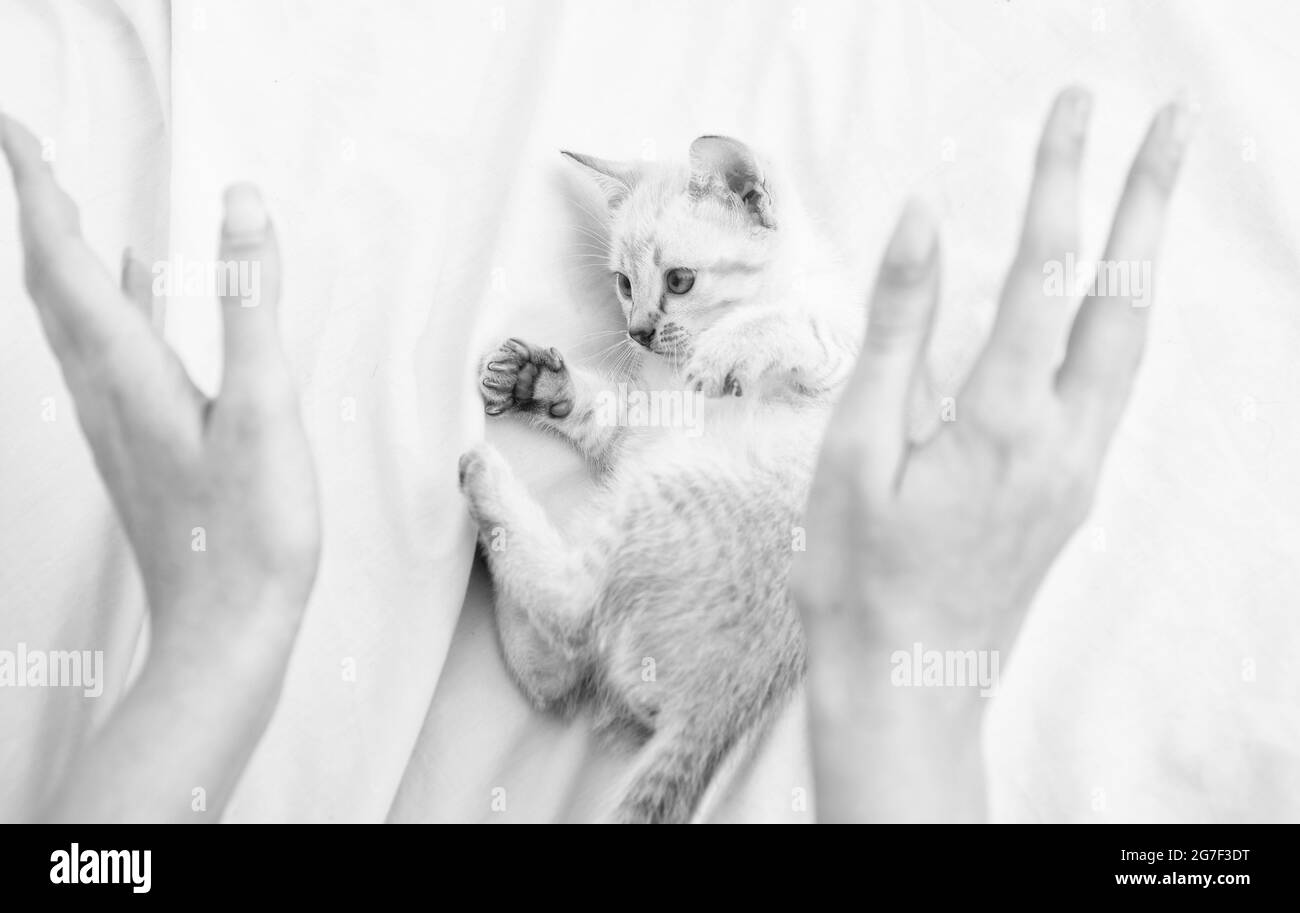 Care and love. Vet shop. Small cute kitten relax. Baby cat. Cute white ...