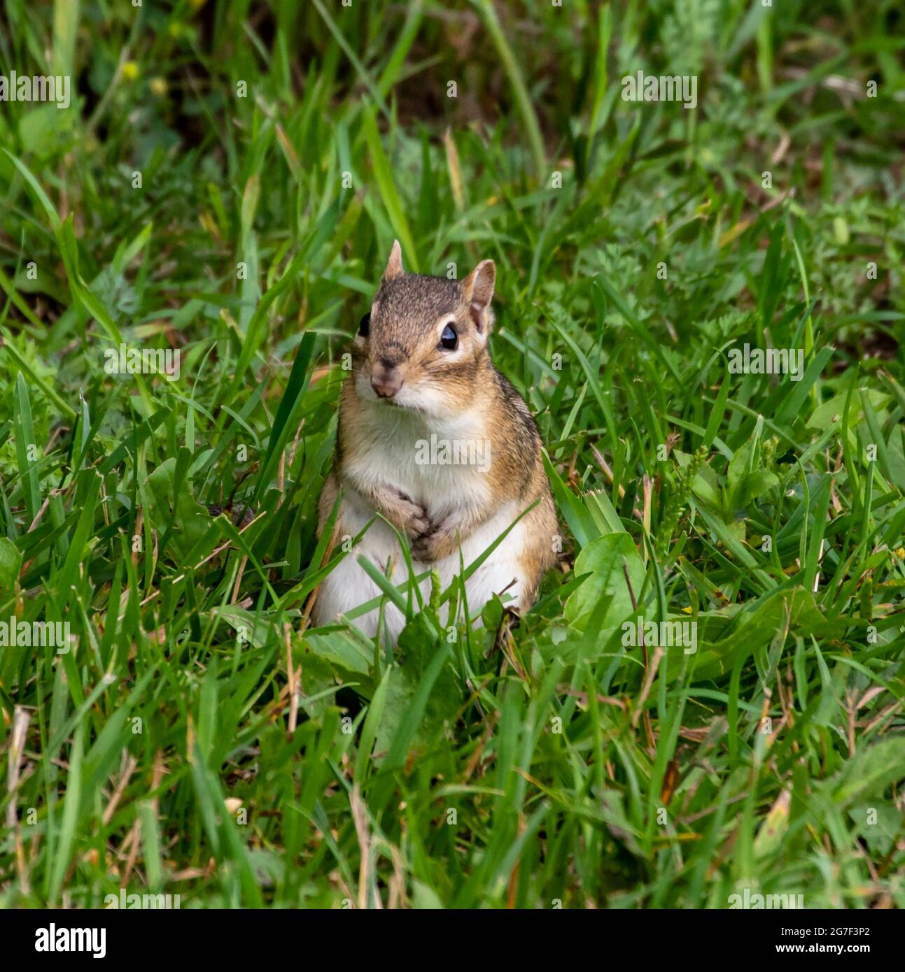 Eastern Chipmunk, Tamias striatus Stock Photo - Alamy