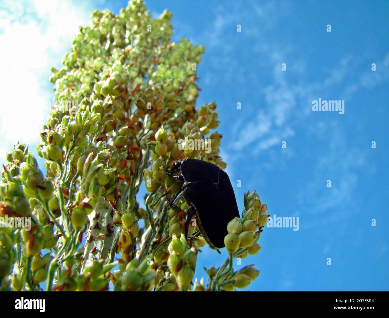 Closeup of a black beetle on green flower buds against a blue sky Stock ...