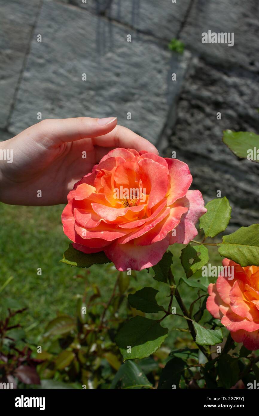 Cora flower hi-res stock photography and images - Alamy