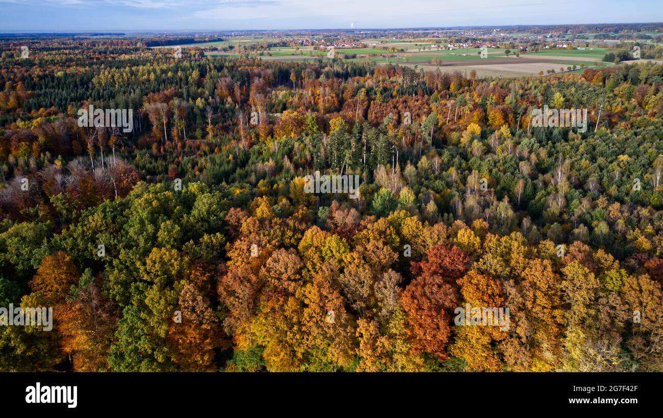 Aerial view of golden fall forest under the blue sky Stock Photo - Alamy