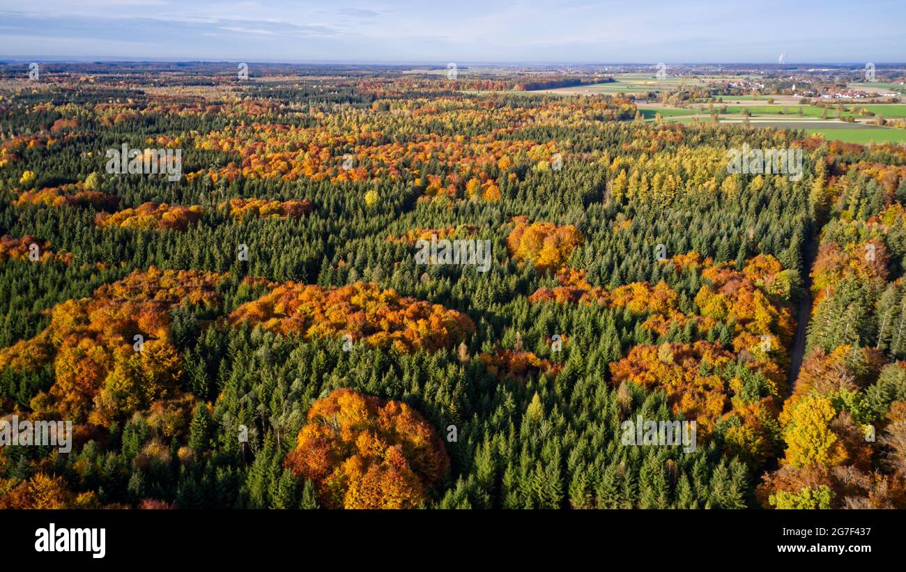 Aerial view of golden fall forest under the blue sky Stock Photo - Alamy