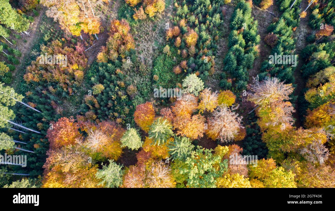 Aerial view of the top of the golden fall forest Stock Photo - Alamy