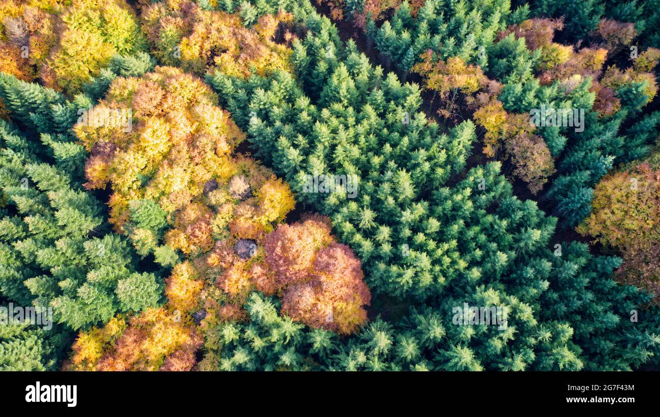 Aerial view of the top of the golden fall forest Stock Photo - Alamy