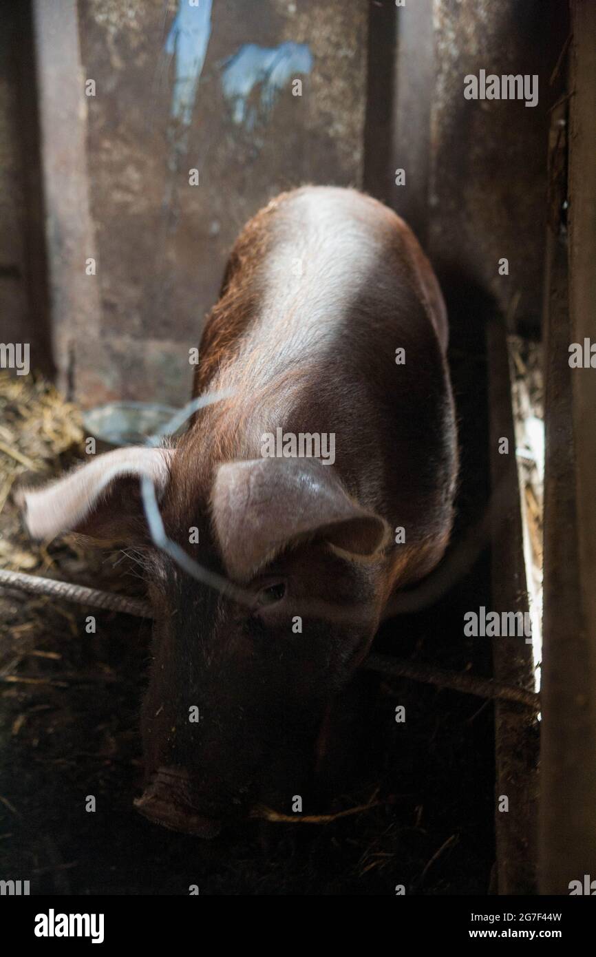 piglet with dark brown hair and curled pig tail in a cage eating grass ...