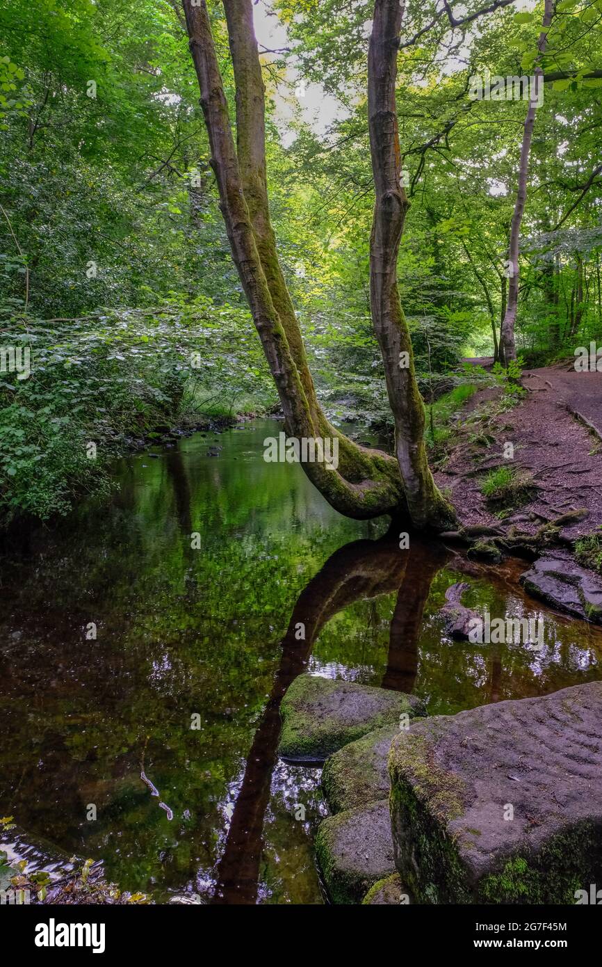 A dark and mysterious pool in the Rivelin Valley near Sheffield with ...