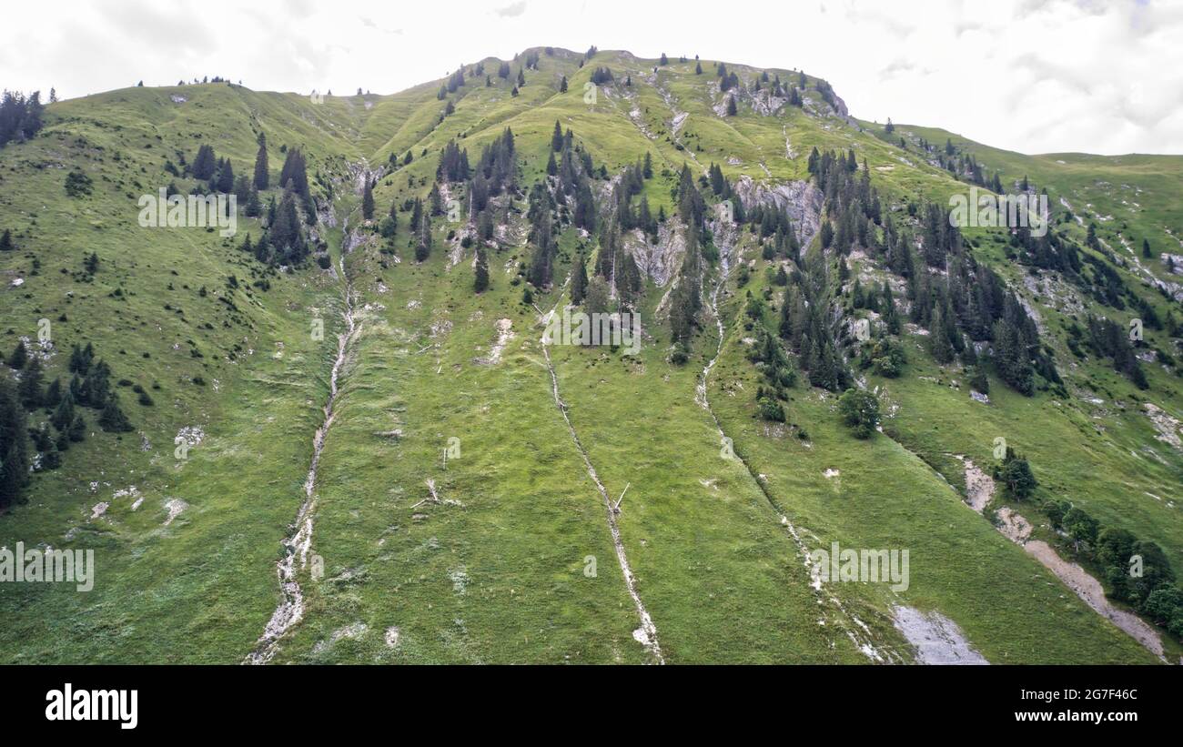 Aerial view of fir trees growing on the green slope of the hill Stock ...