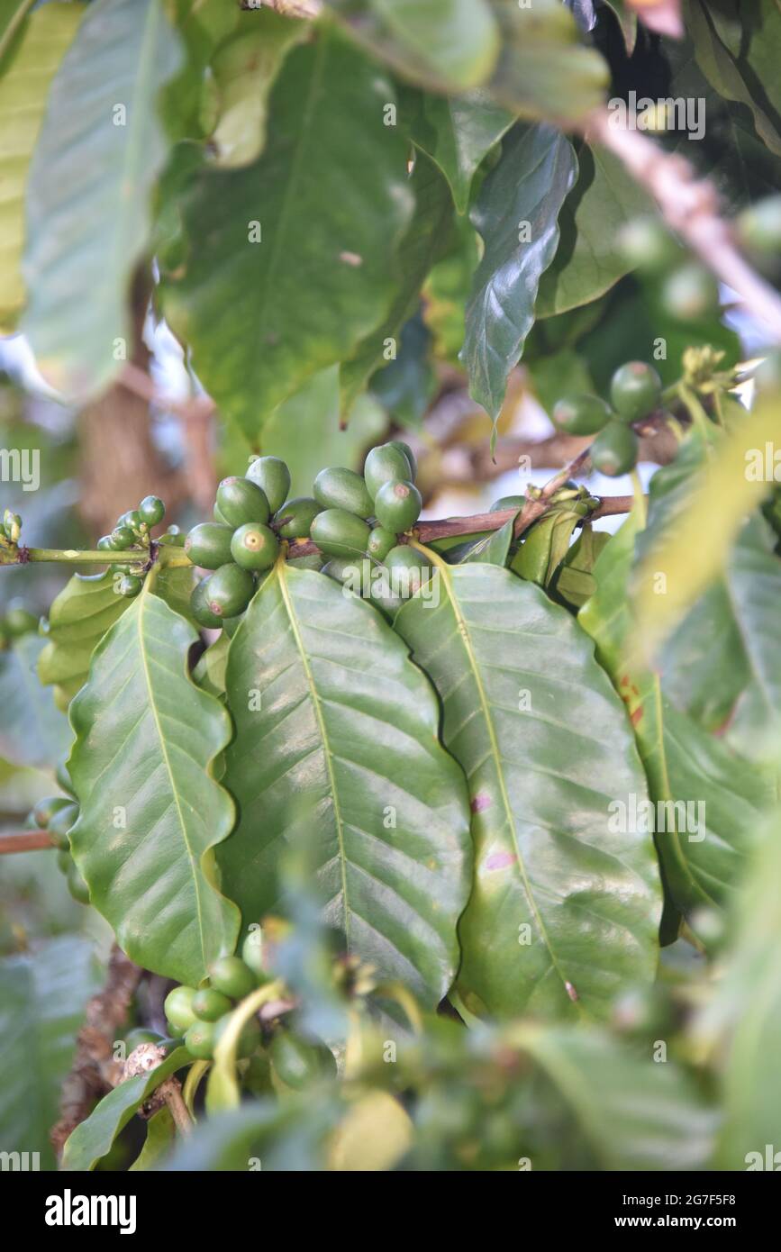 Oahu, HI. U.S.A. 6/2&7/2021. Green World Coffee Farm. Green Farm is a ...