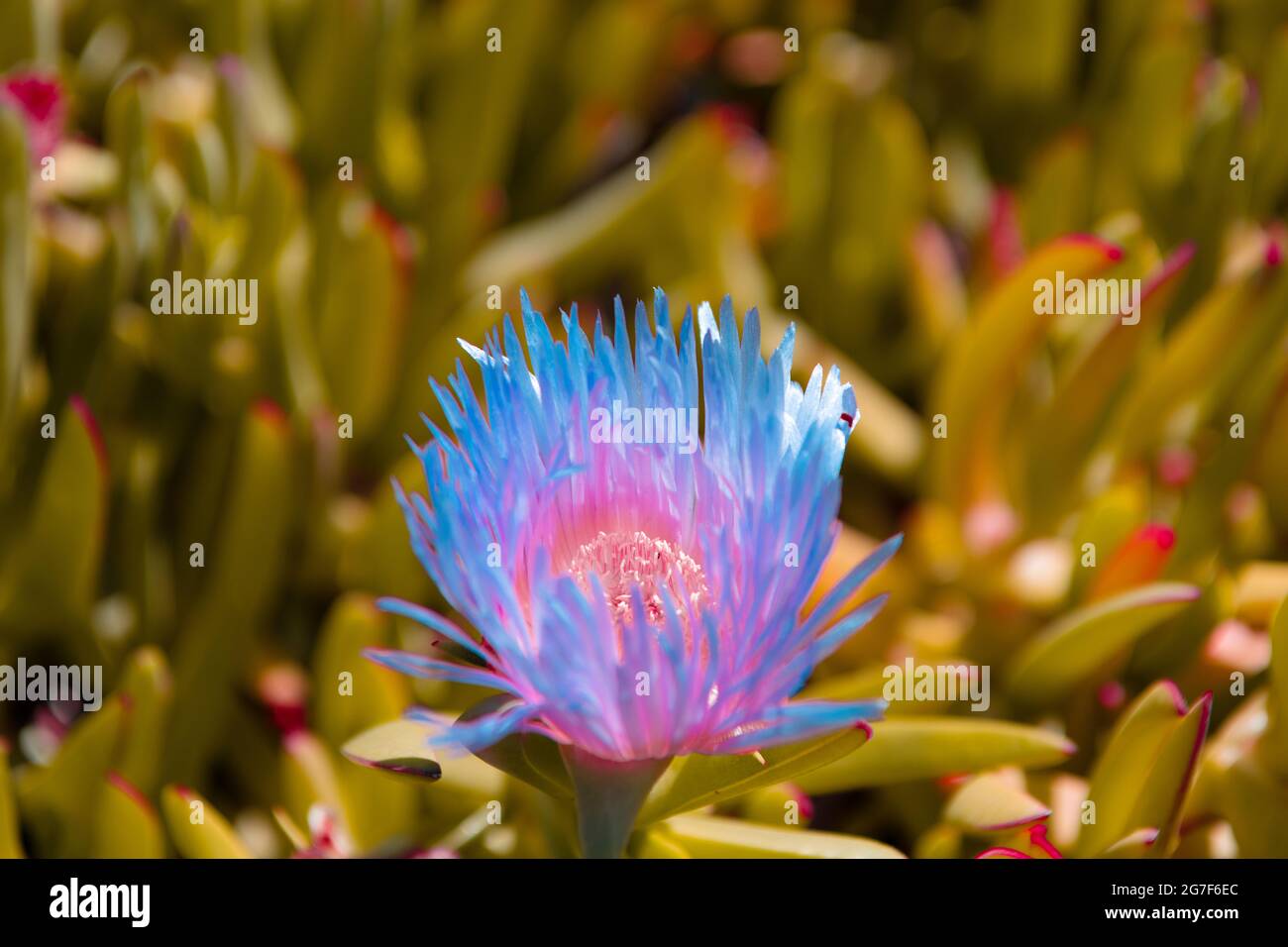 Karkalla plant hi-res stock photography and images - Alamy