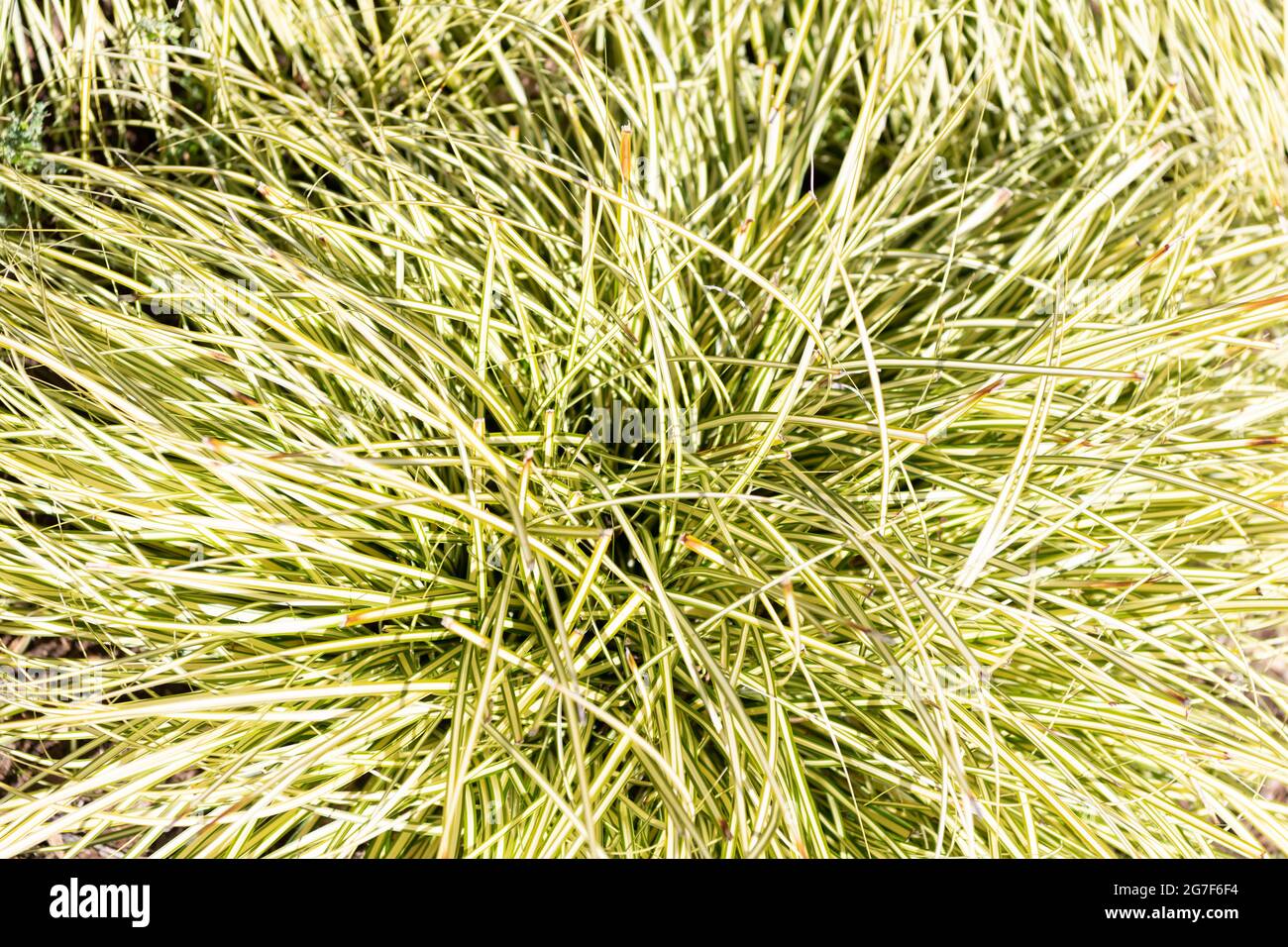 Green grass texture. Grass background. Herbage plant. Flora and ...