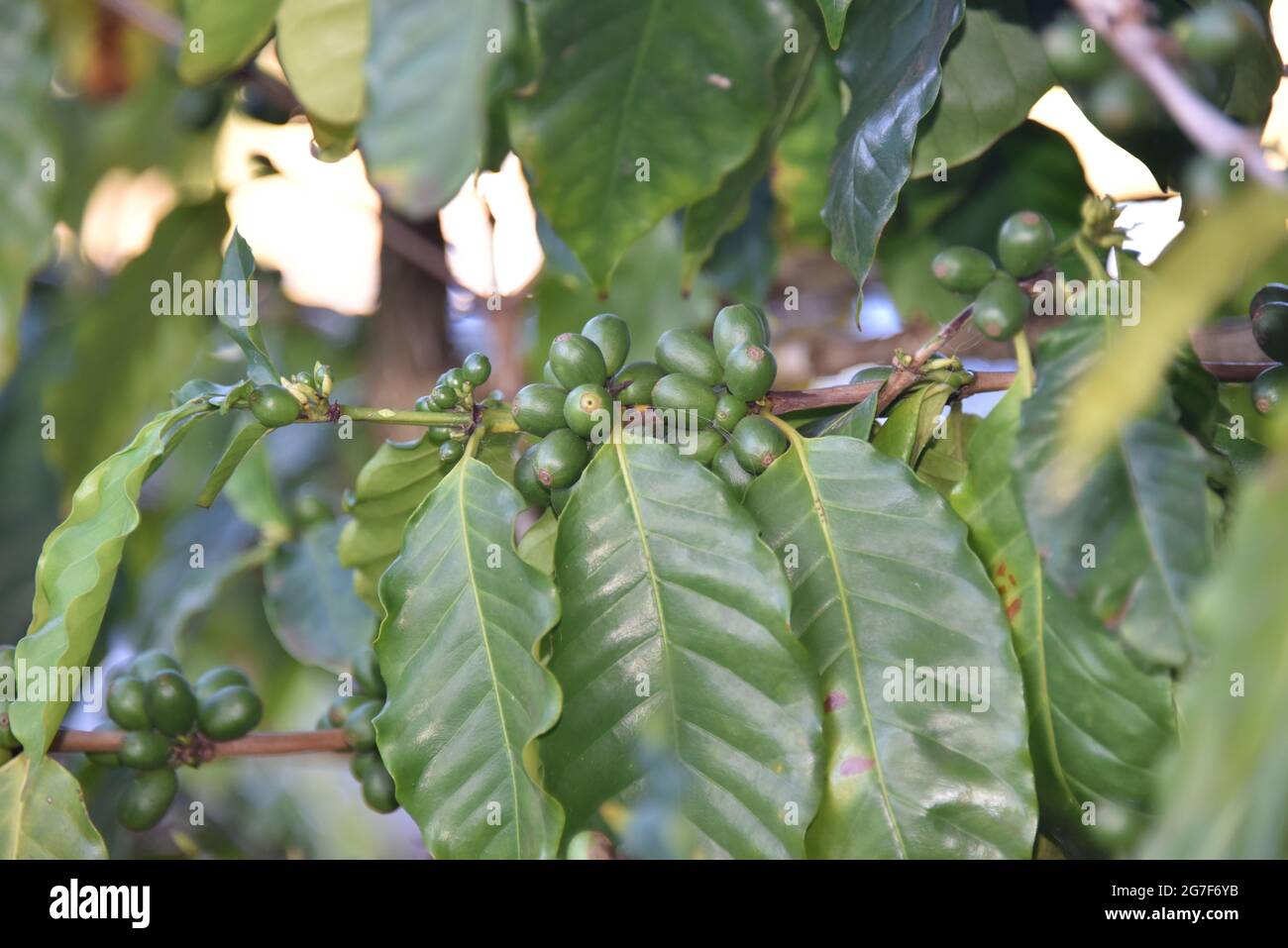 Oahu, HI. U.S.A. 6/2&7/2021. Green World Coffee Farm. Green Farm is a ...