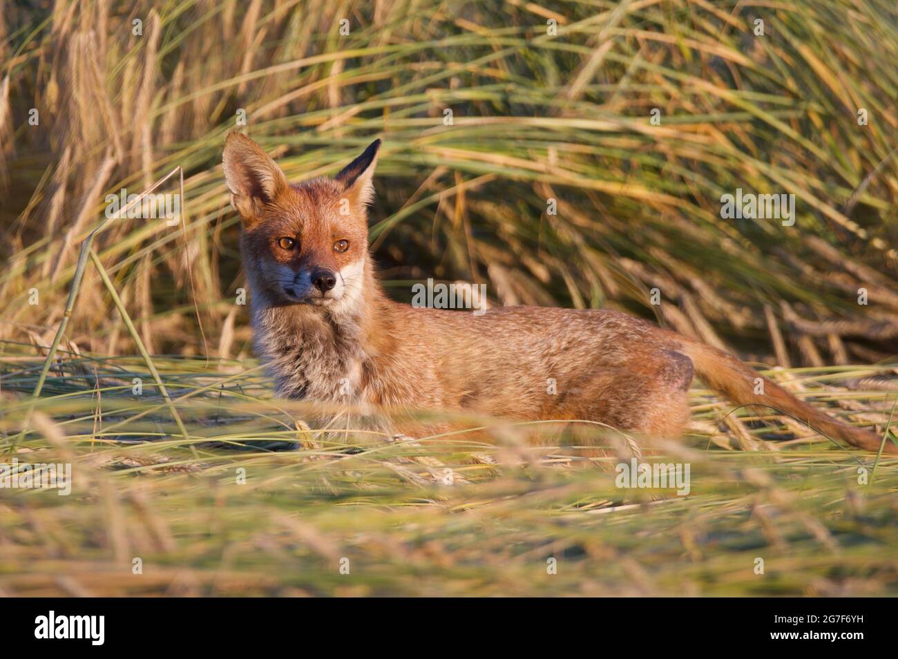 Fox, enjoying the sun setting, standing in a field near Panshangar Park ...