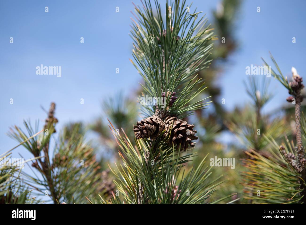 Pine cones and needles. Pine tree branches with pinecones. Seed cones ...