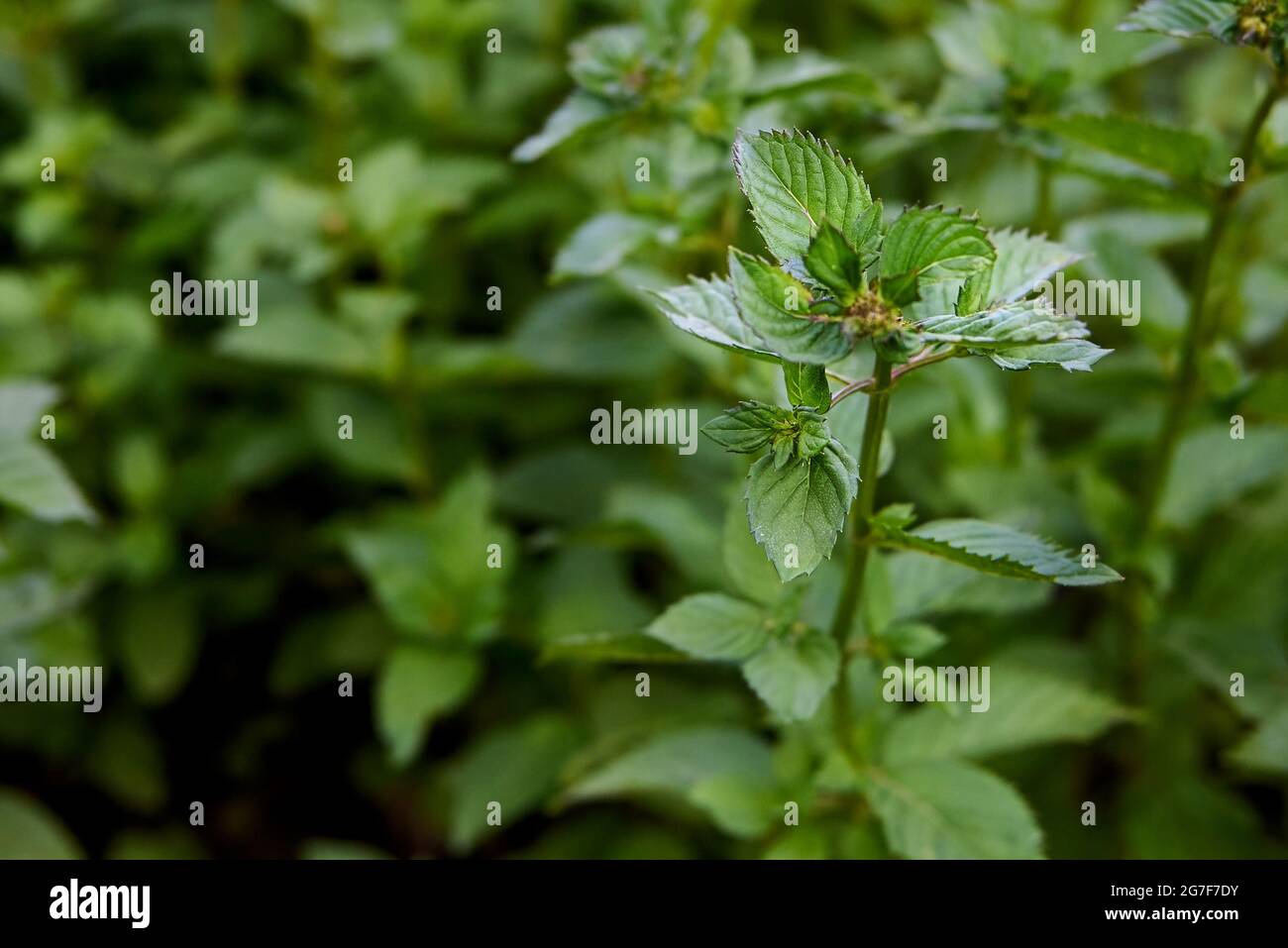 A branch of green mint grows in the garden, copy space Stock Photo - Alamy