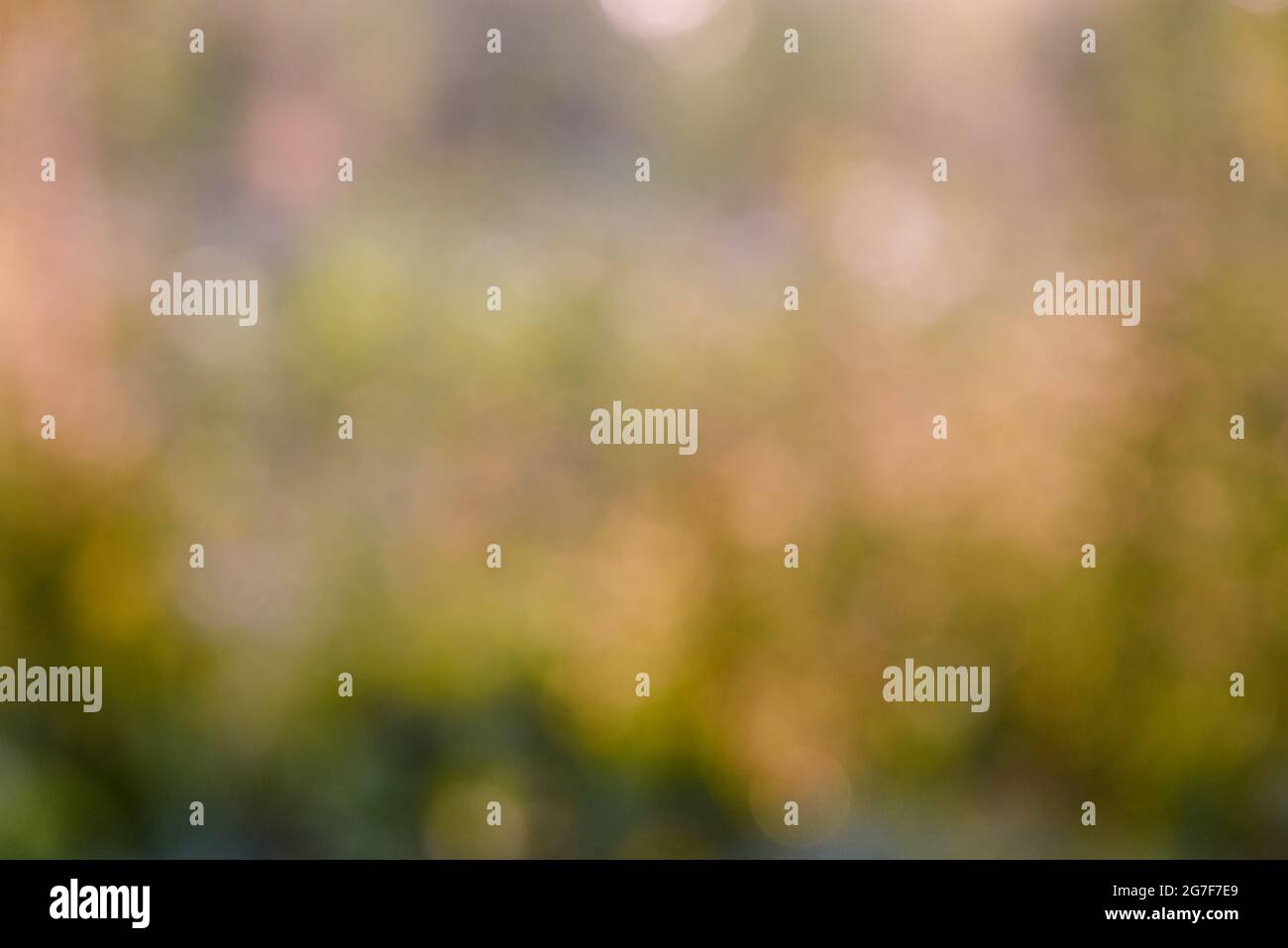 Abstract blur natural background, plants out of focus, copy space Stock ...