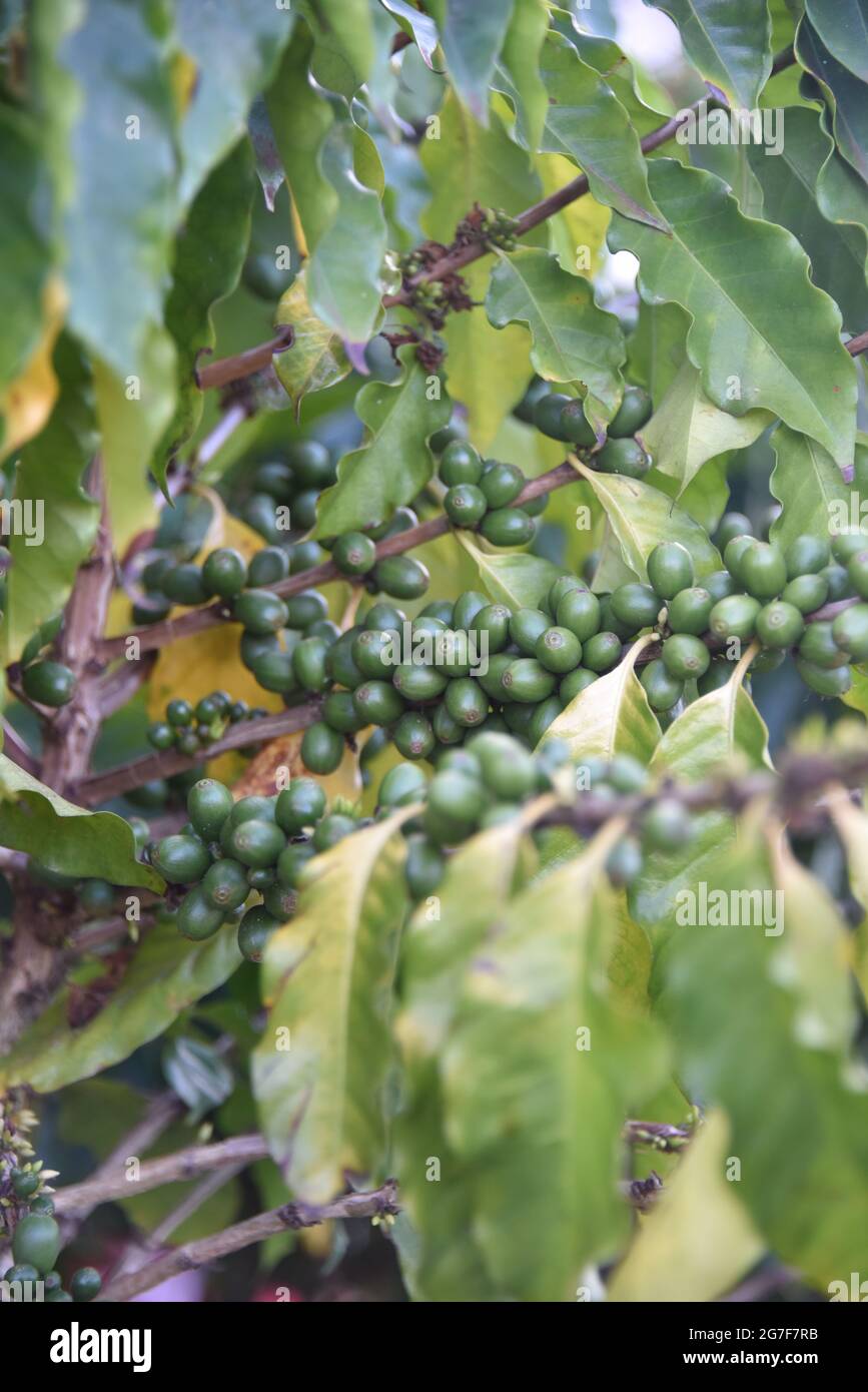 Oahu, HI. U.S.A. 6/2&7/2021. Green World Coffee Farm. Green Farm is a ...