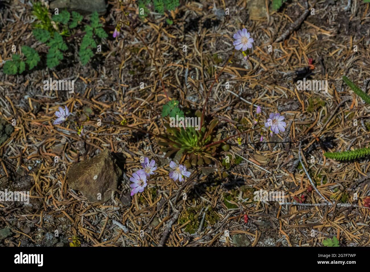 Alpine Lewisia, Lewisia pygmaea, near Marmot Pass in the Buckhorn ...