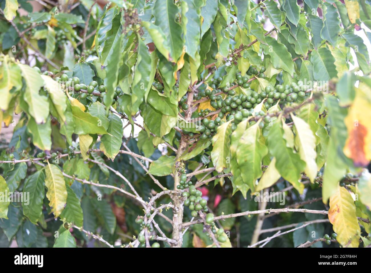 Oahu, HI. U.S.A. 6/2&7/2021. Green World Coffee Farm. Green Farm is a ...