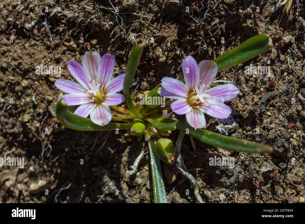 Alpine Lewisia, Lewisia pygmaea, near Marmot Pass in the Buckhorn ...