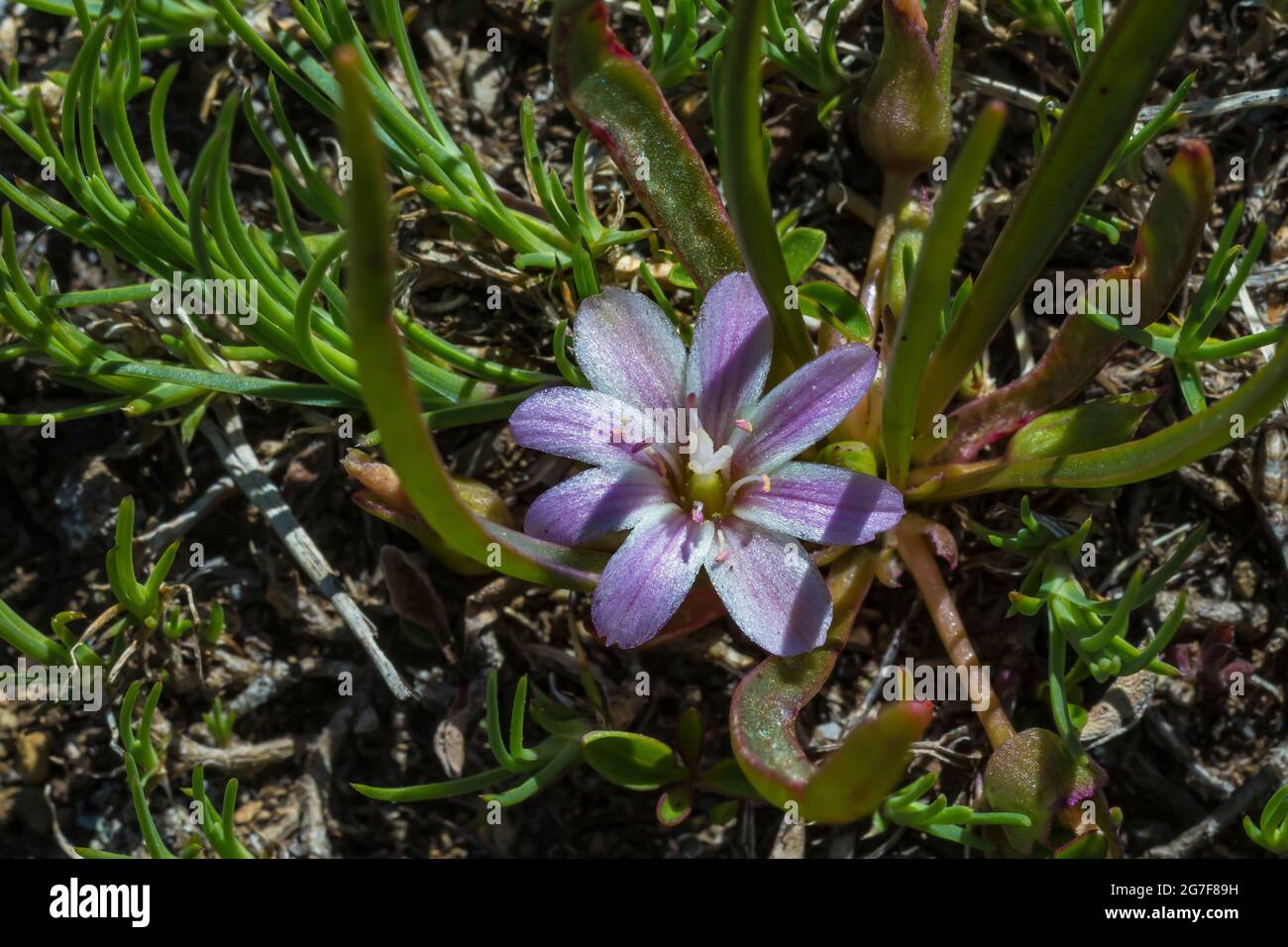 Alpine Lewisia, Lewisia pygmaea, near Marmot Pass in the Buckhorn ...