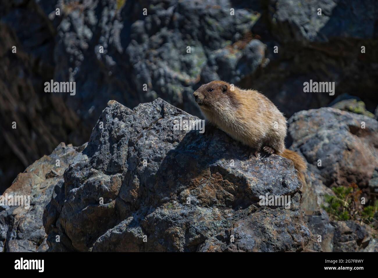 Olympic Marmot, Marmota olympus, in the Buckhorn Wilderness, Olympic ...