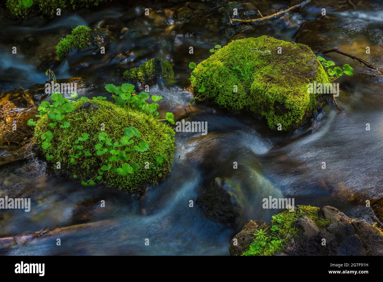 Big Quilcene River along the trail to Marmot Pass in the Buckhorn ...