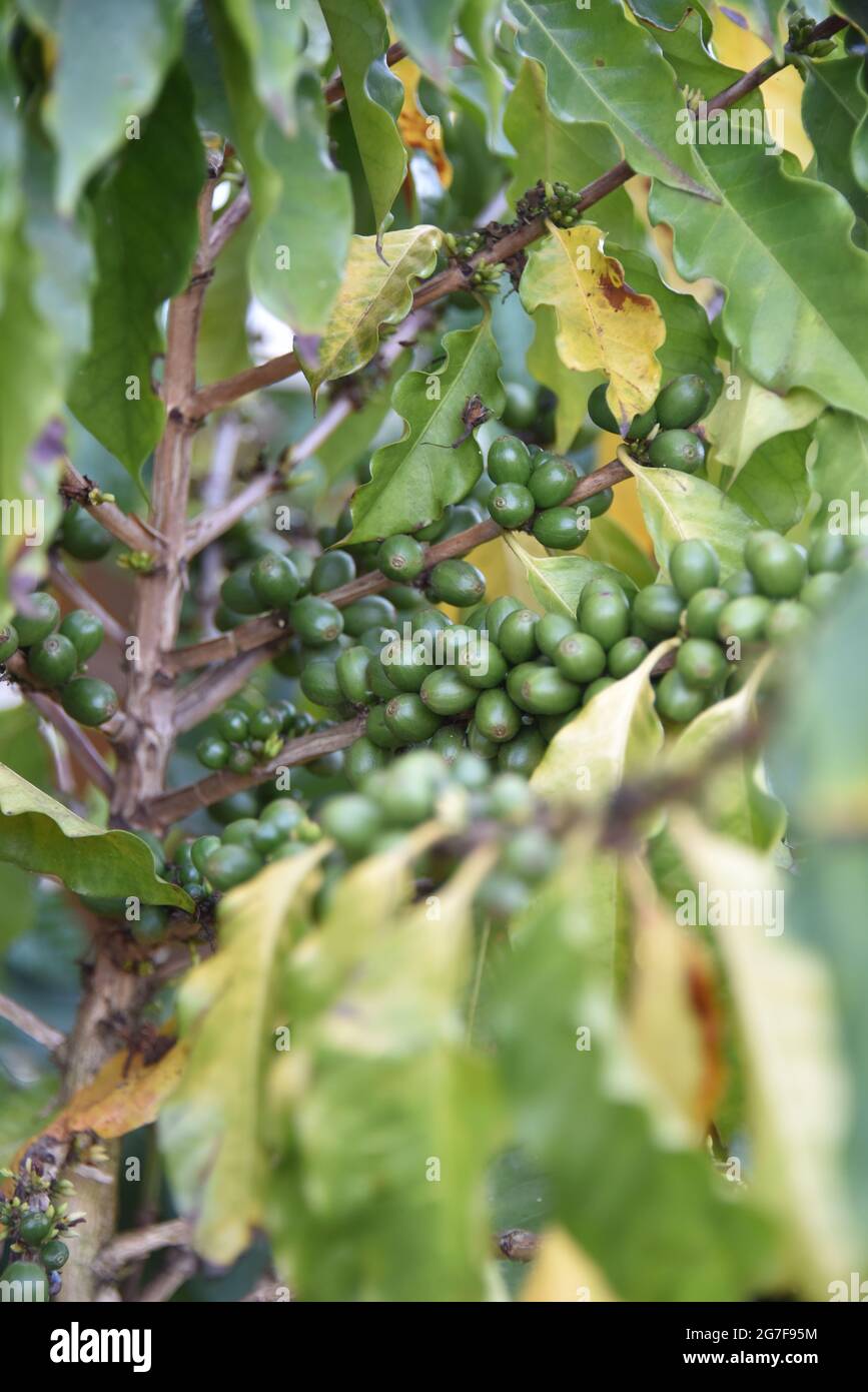 Oahu, HI. U.S.A. 6/2&7/2021. Green World Coffee Farm. Green Farm is a ...