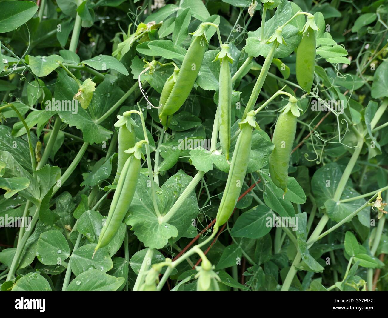 Edible peas growing hi-res stock photography and images - Alamy