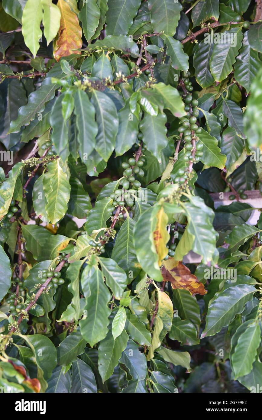 Oahu, HI. U.S.A. 6/2&7/2021. Green World Coffee Farm. Green Farm is a ...