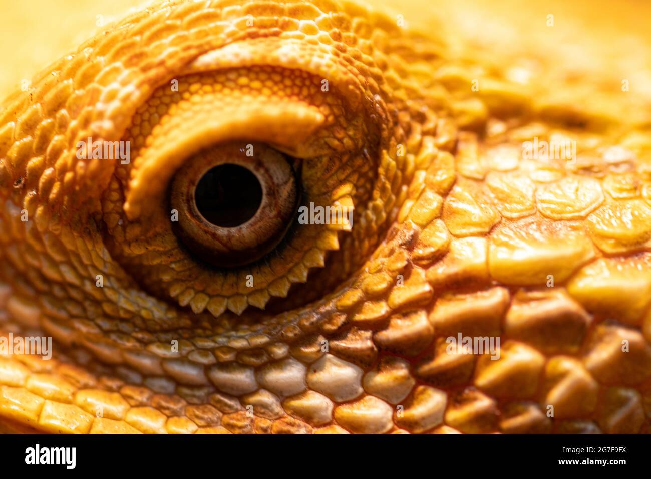 Deep stare hi-res stock photography and images - Alamy
