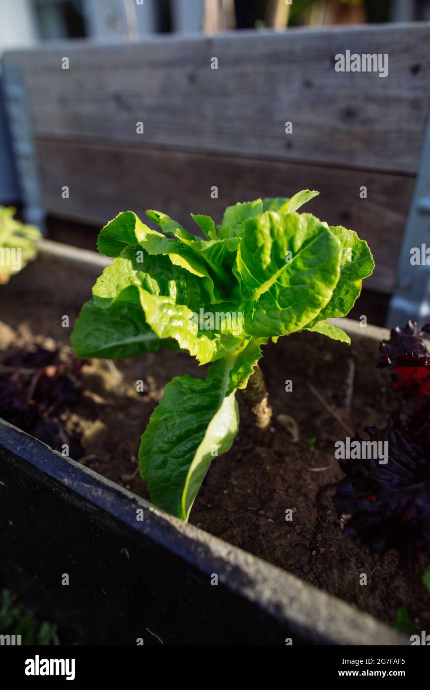 Small home vegetable plot with green and purple lettuce growing in a ...