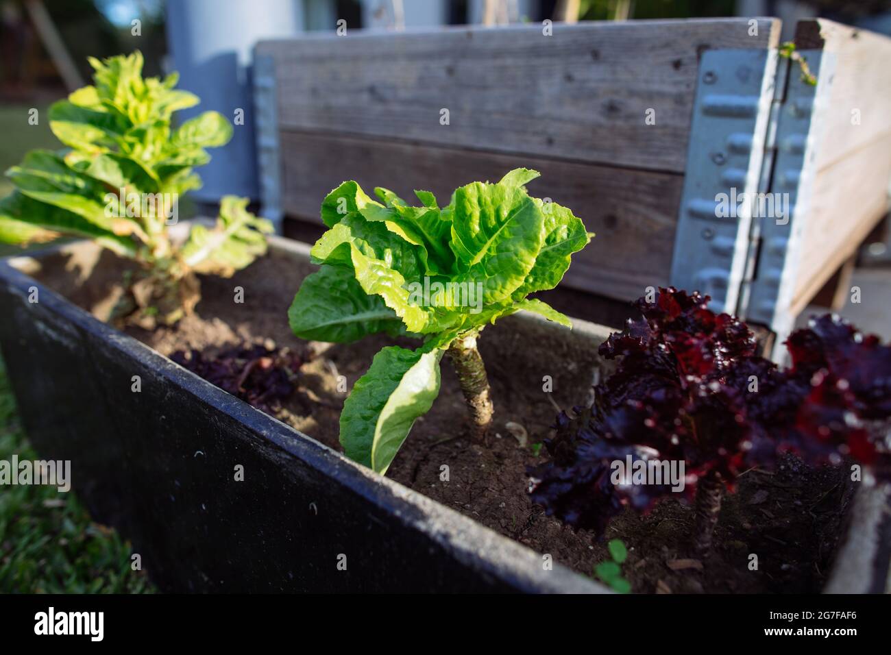 Small home vegetable plot with green and purple lettuce growing in a ...