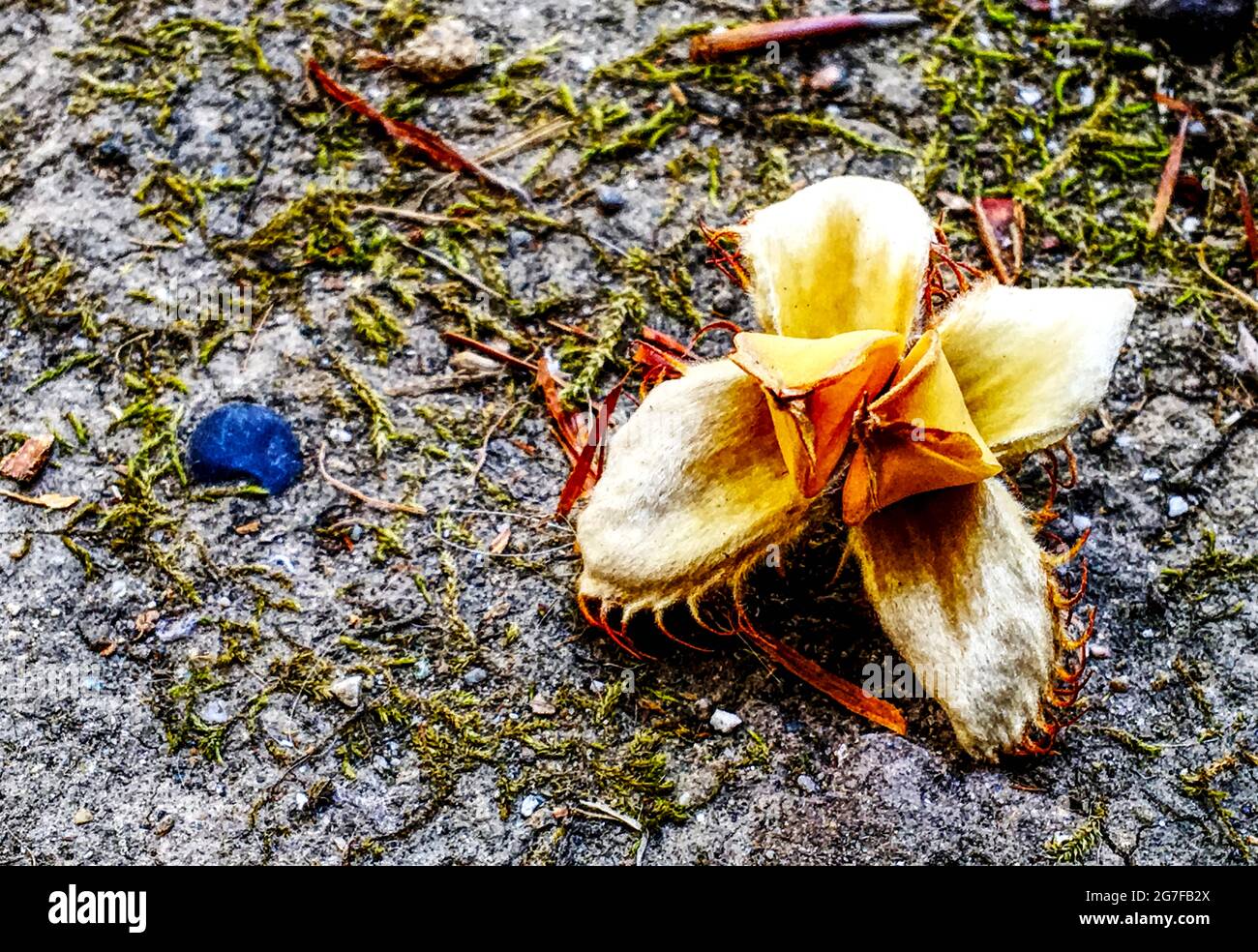 iris dried on the ground Stock Photo - Alamy