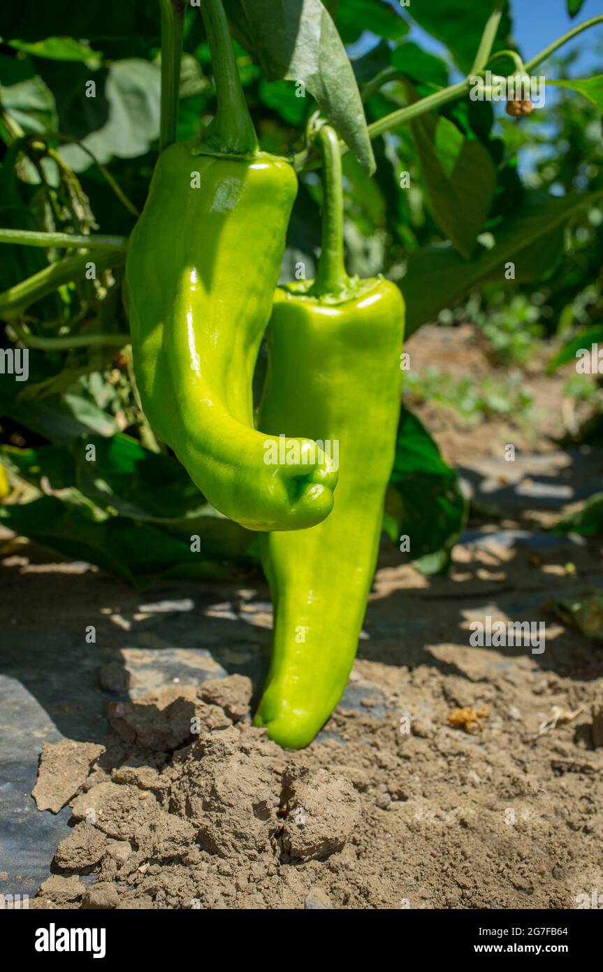 Pepper Lamuyo Sovereign plantation. Ground view Stock Photo - Alamy