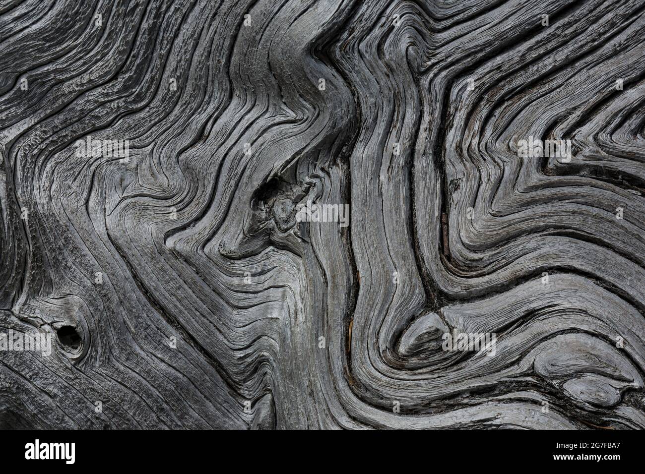 Wood grain of a dead conifer in the Buckhorn Wilderness, Olympic ...