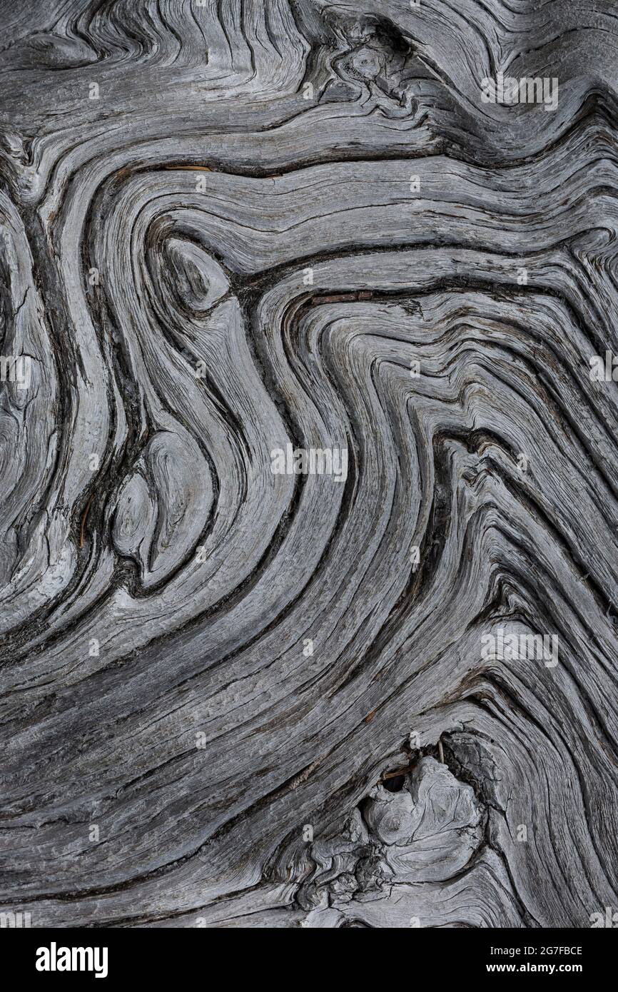 Wood grain of a dead conifer in the Buckhorn Wilderness, Olympic ...