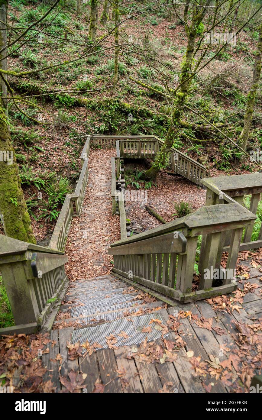 Wooden stairs in the middle of a forest at Tacoma, Washington Stock ...